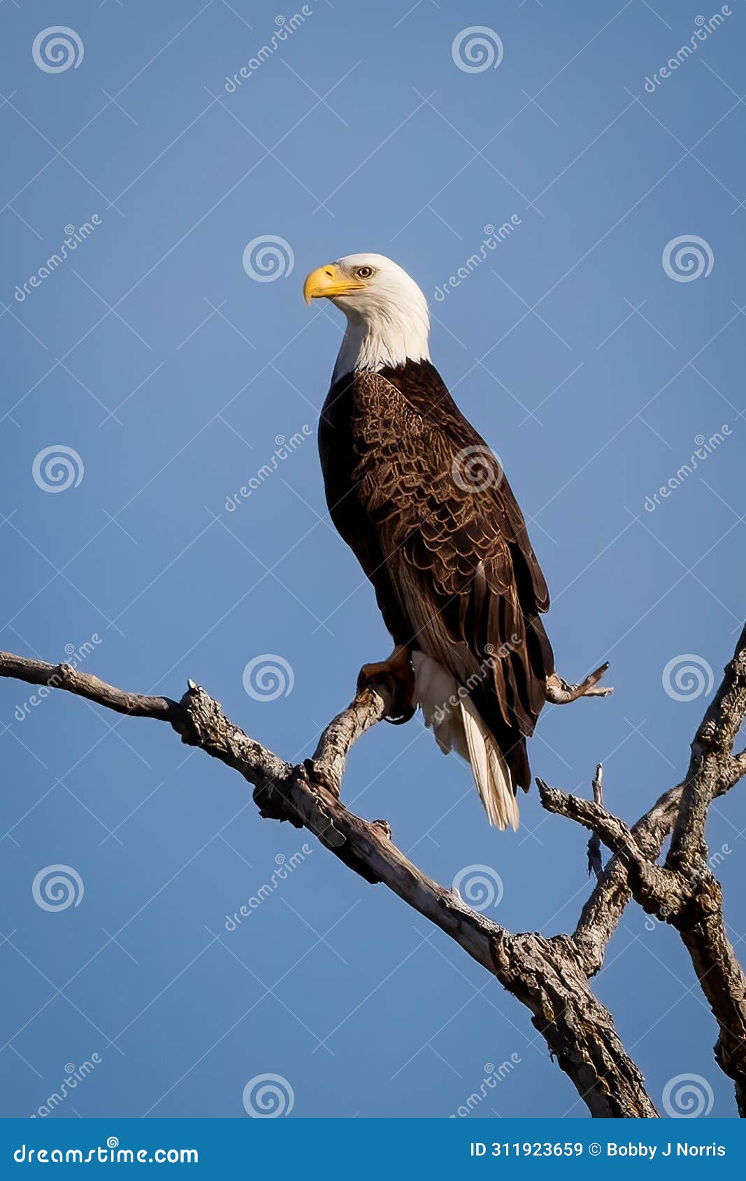 Bald Eagle Resting on a Tree Branch Stock Image - Image of bird, raptor ...