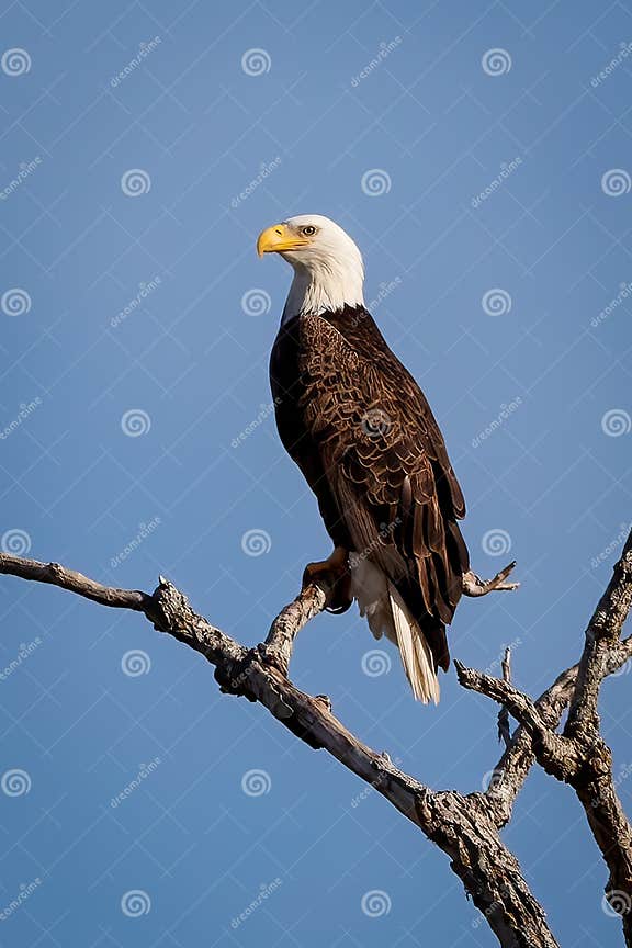Bald Eagle Resting on a Tree Branch Stock Image - Image of bird, raptor ...