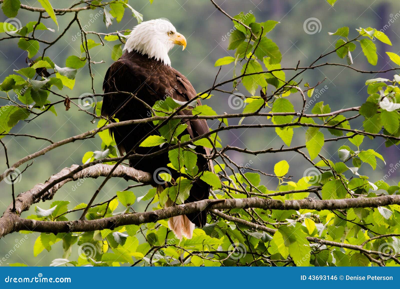 Bald Eagle stock photo. Image of wildlife, adult, forest - 43693146
