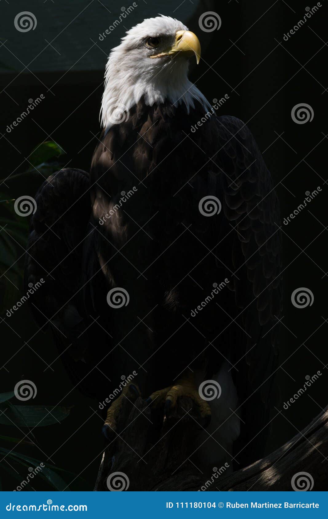 Bald Eagle Resting on a Tree Stock Photo - Image of fierce, america ...