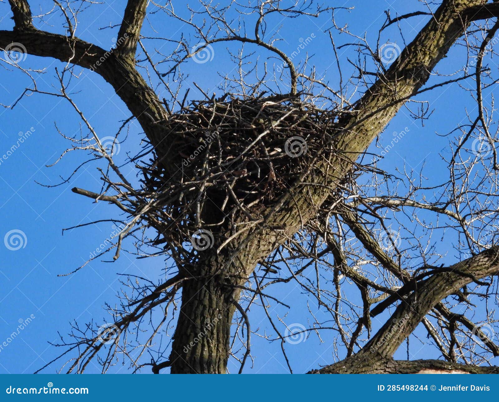 Bald Eagle S Nest High in a Tree Top Stock Photo - Image of animal ...