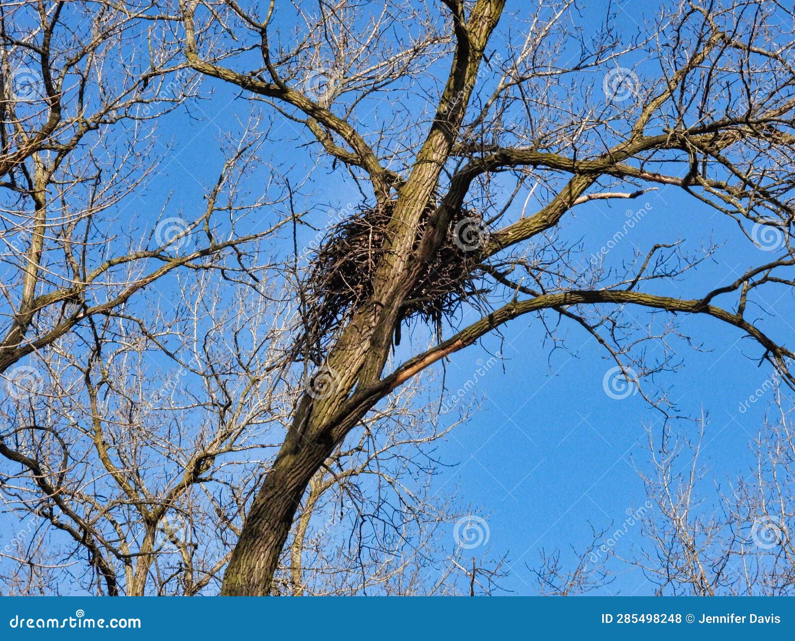 Bald Eagle S Nest High in a Tree Top Stock Photo - Image of wildlife ...