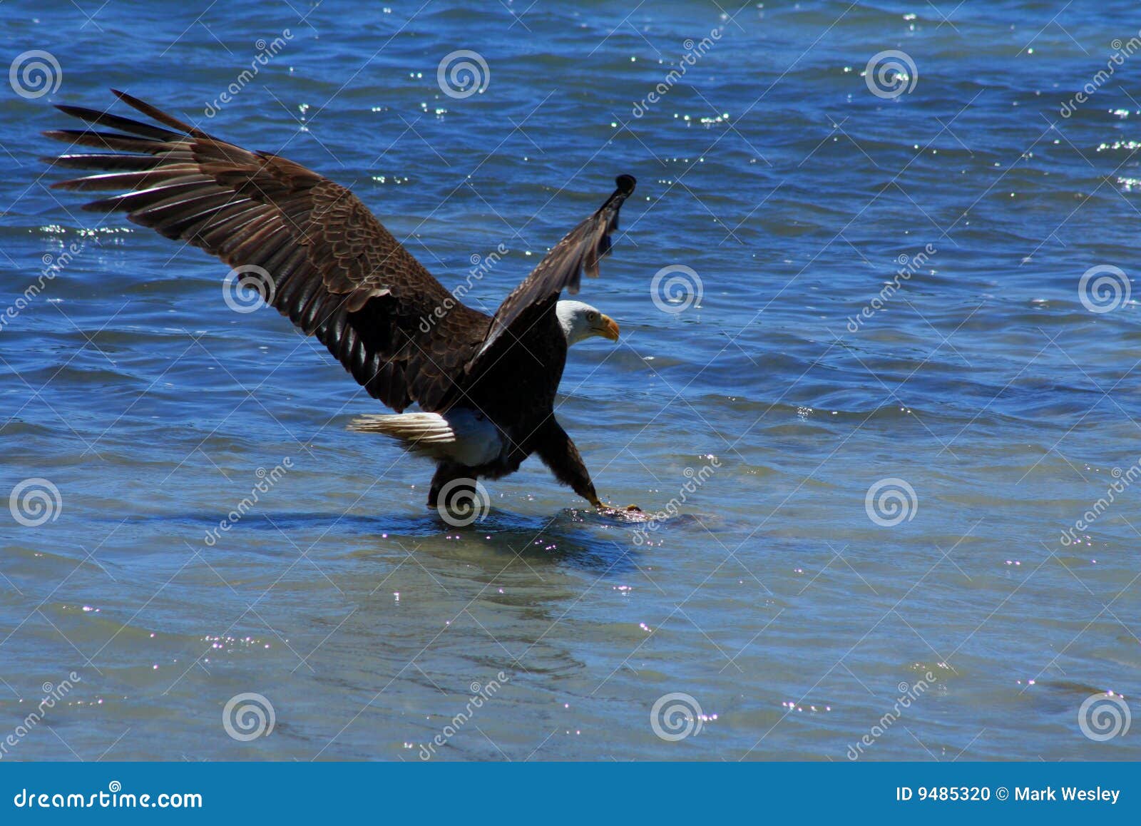 Bald Eagle on Sand Bank with Fish Stock Photo - Image of eagle ...