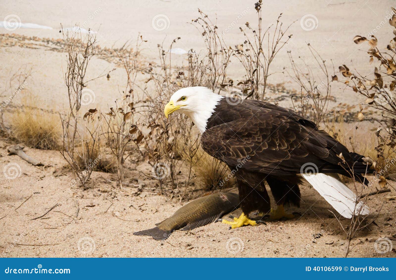 Bald Eagle in Sand stock image. Image of wild, eagle - 40106599