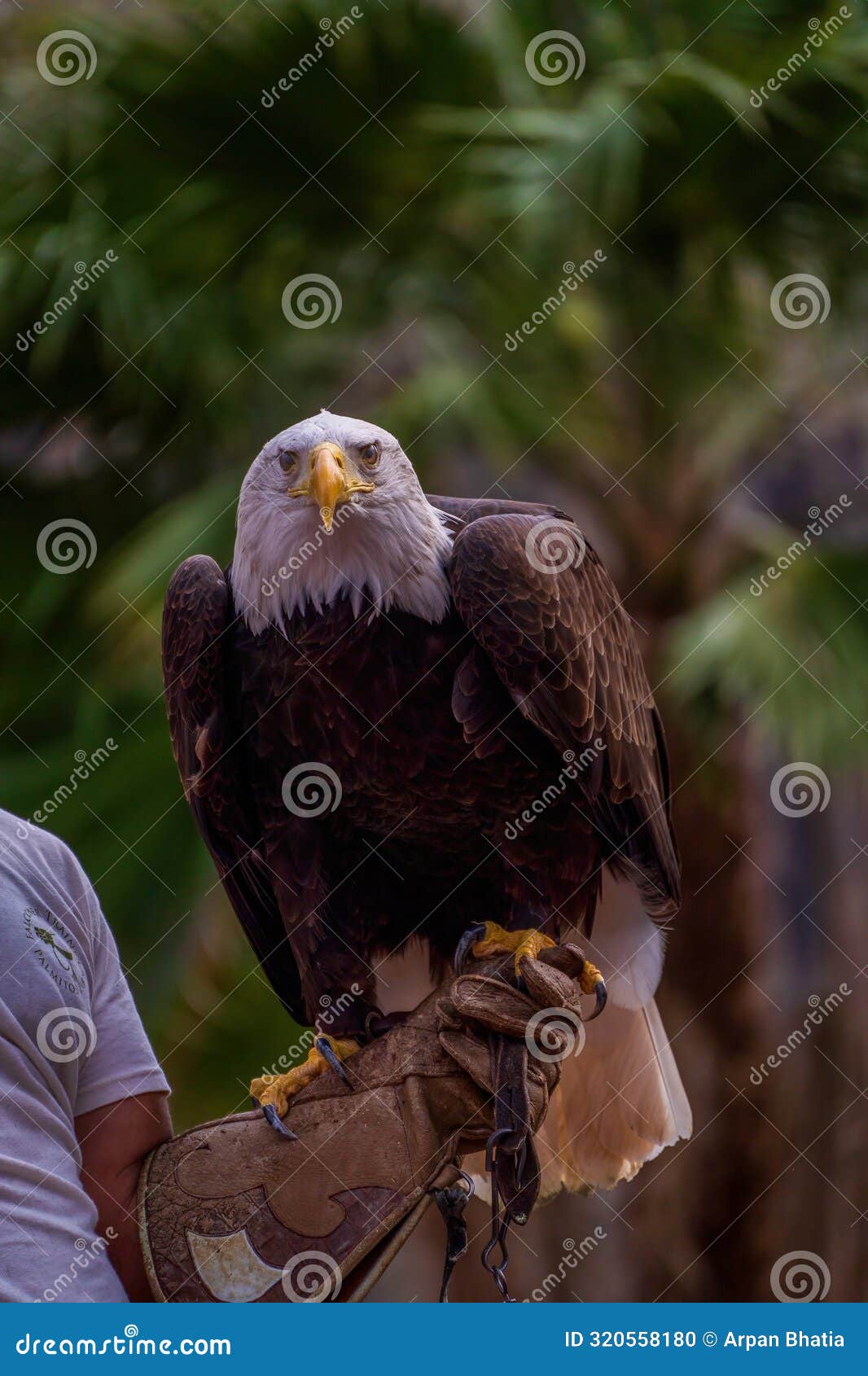 Bald Eagle Sat on Glove during a Taming Process Looking at the Camera ...