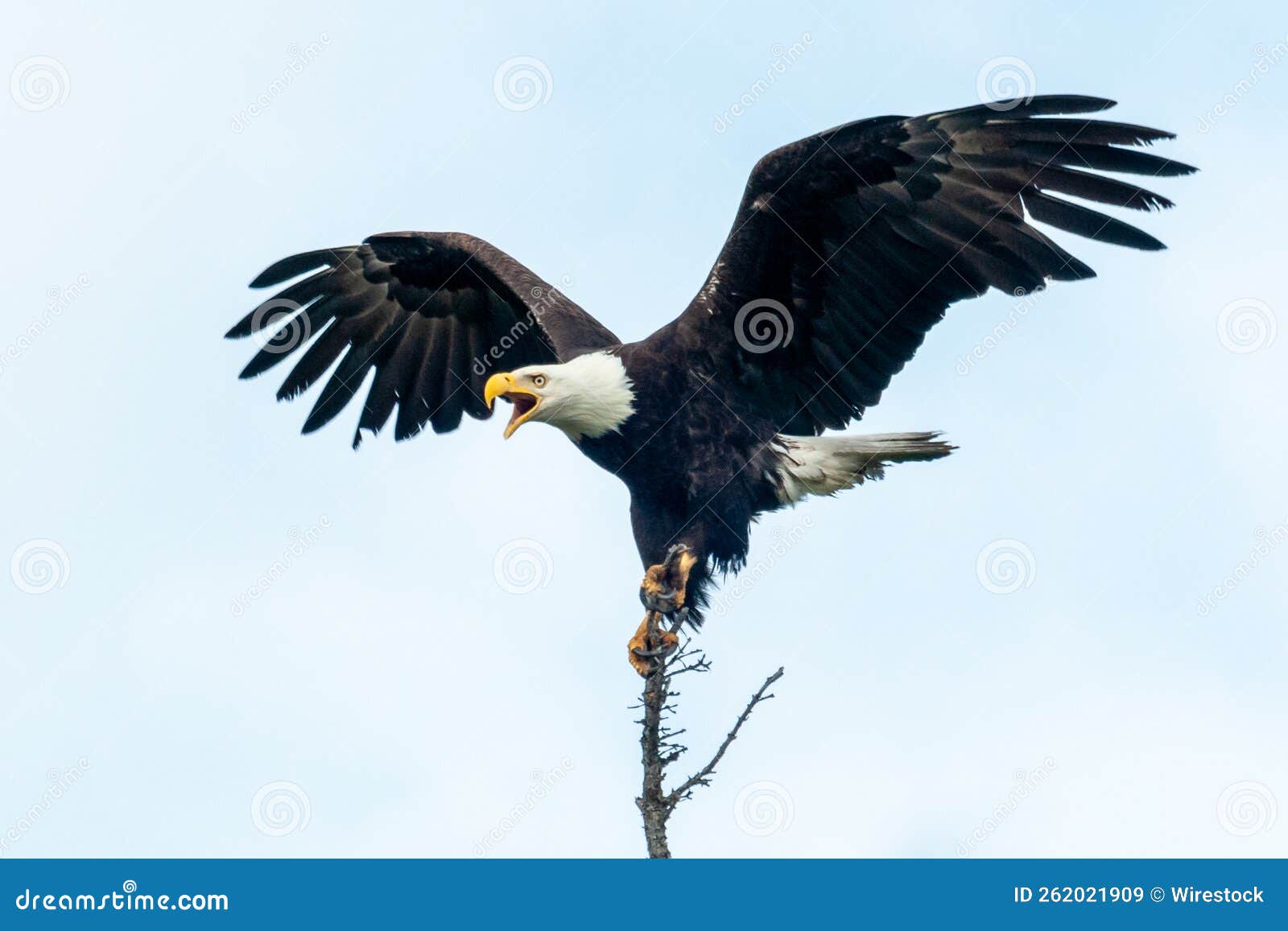 Beautiful Shot of a Bald Eagle Posturing with Wings Outstretched and ...