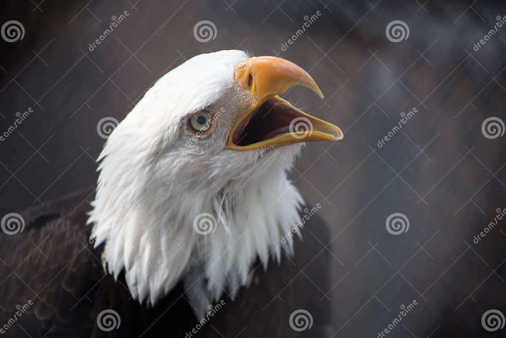Bald Eagle Screeching stock image. Image of united, species - 60465601