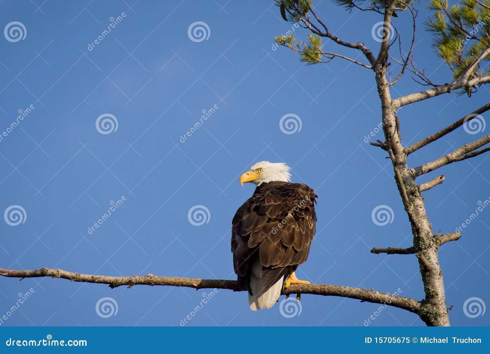 Bald Eagle Searches for Prey Stock Image - Image of blue, hunter: 15705675