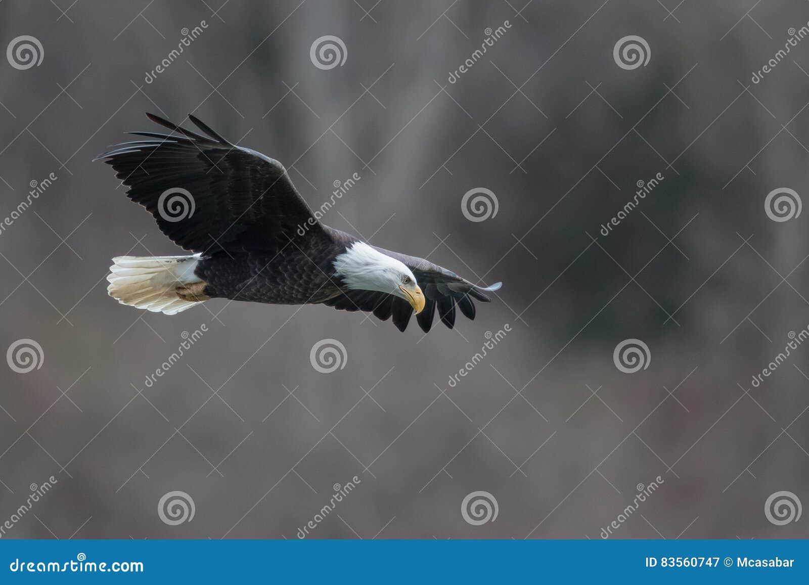 Bald Eagle Searching for Prey Stock Image - Image of searches, raptor ...
