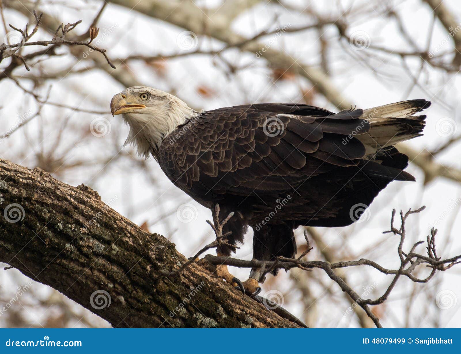 Bald Eagle stock image. Image of shad, branch, flight - 48079499