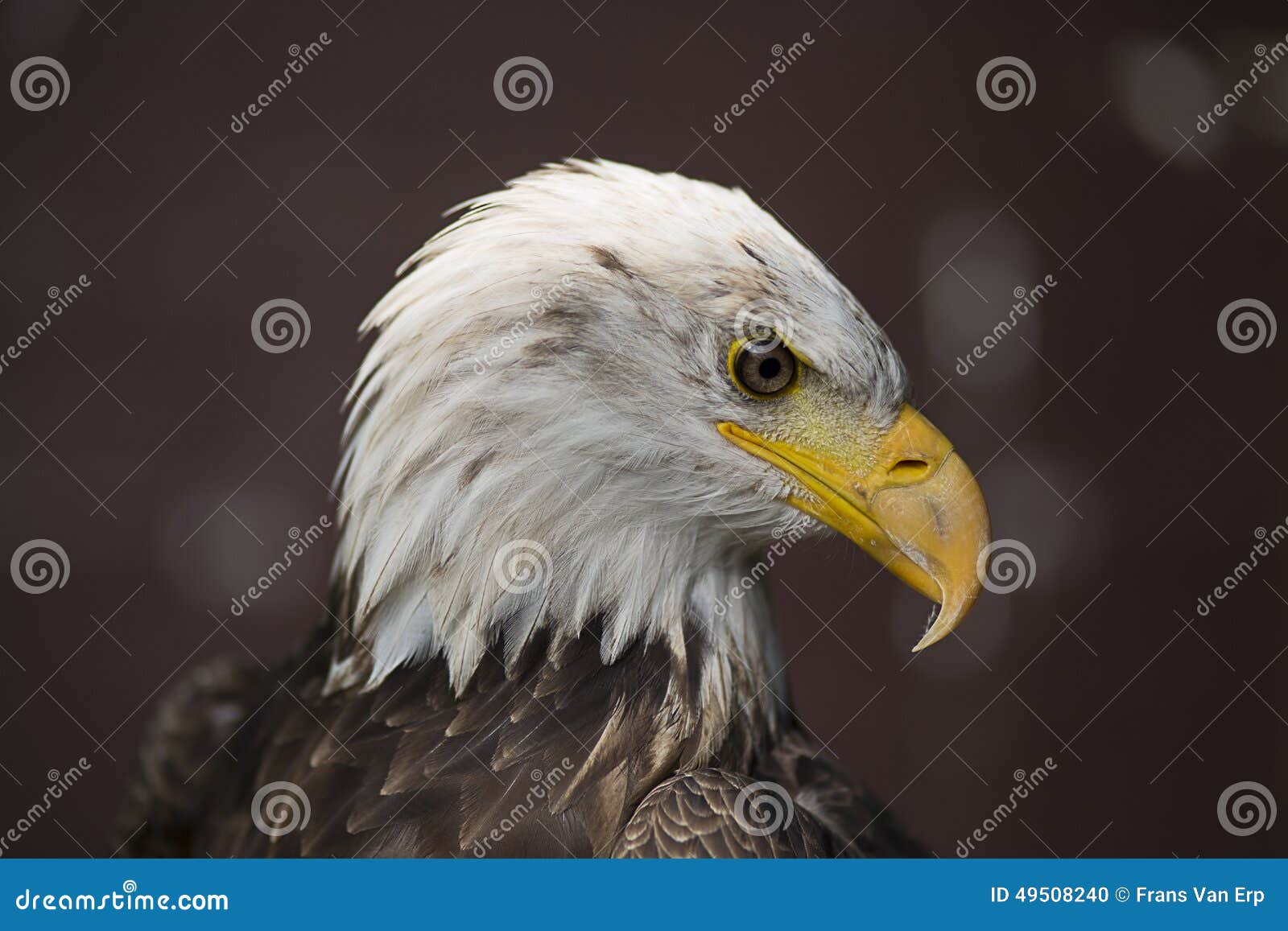 Sharp Eagle