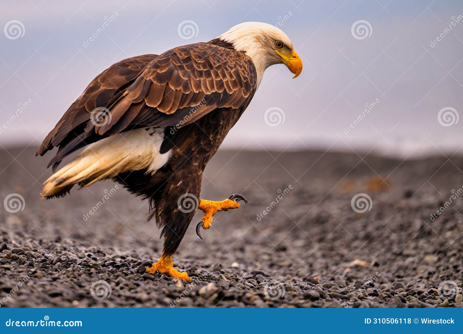 Bald Eagle with a Clawy Leg is Walking Along the Beach Stock Photo ...
