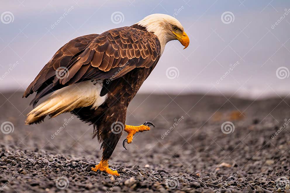 Bald Eagle with a Clawy Leg is Walking Along the Beach Stock Photo ...