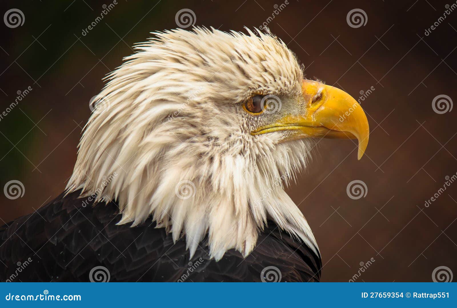 Bald Eagle Side Portrait stock photo. Image of raptor - 27659354