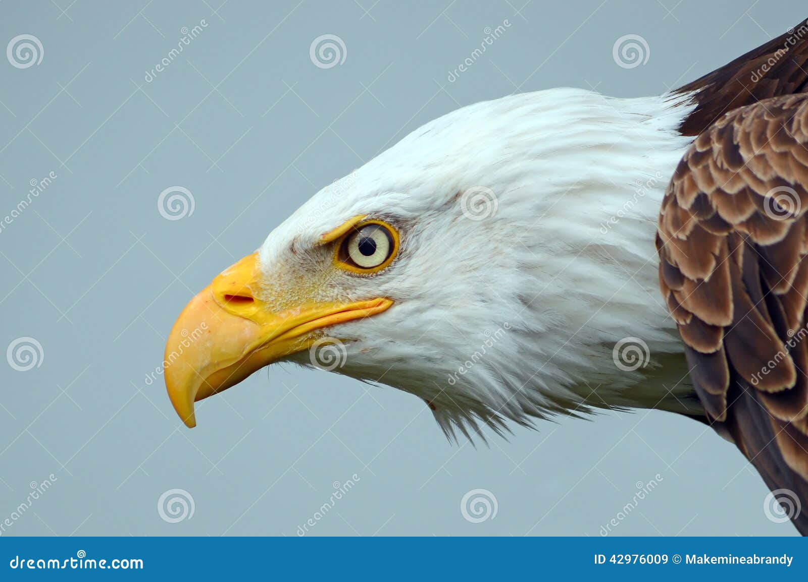 Bald Eagle Side on Portrait Stock Image - Image of viewer, colourful ...