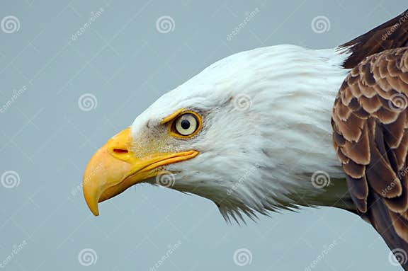 Bald Eagle Side on Portrait Stock Image - Image of viewer, colourful ...