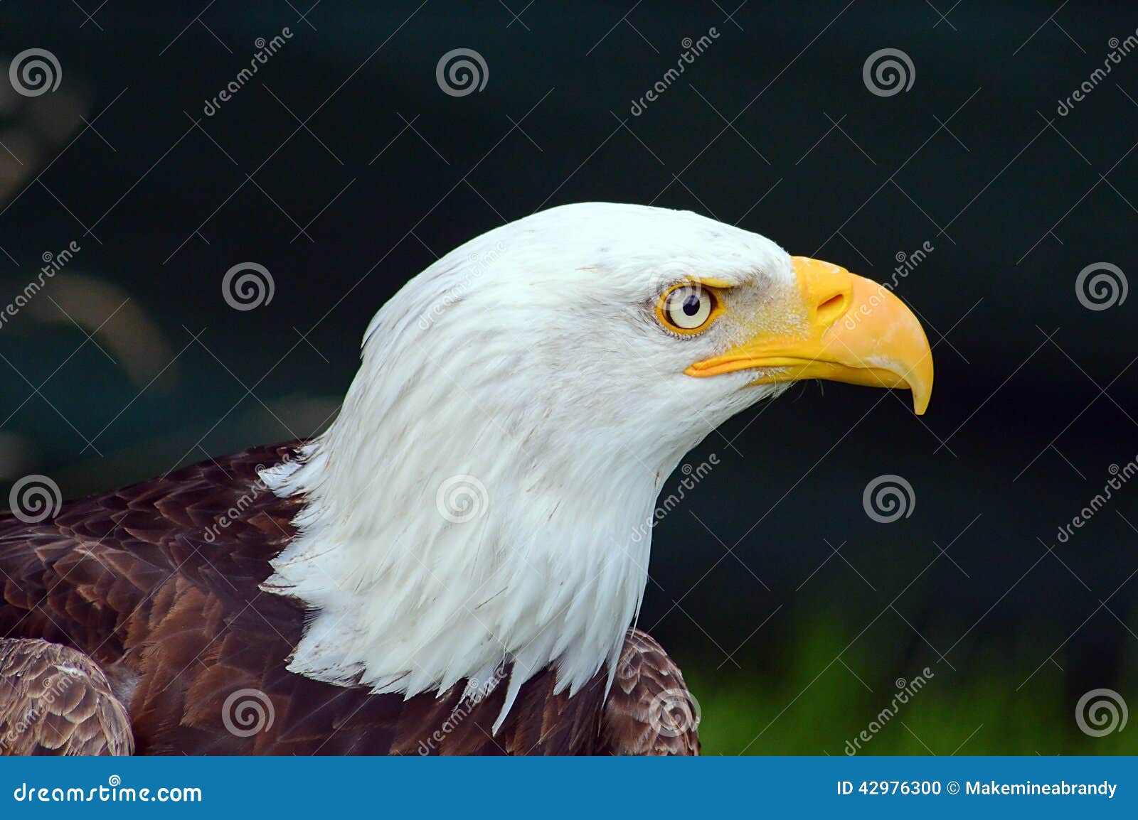 Bald Eagle Side on Portrait Stock Photo - Image of backdrop, type: 42976300
