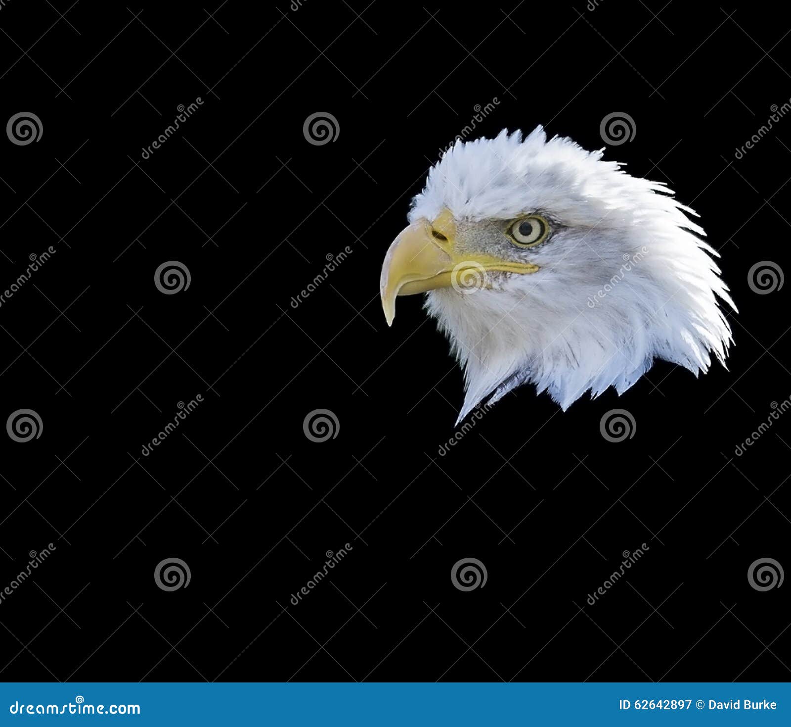 Bald eagle side view stock image. Image of partial, head - 62642897