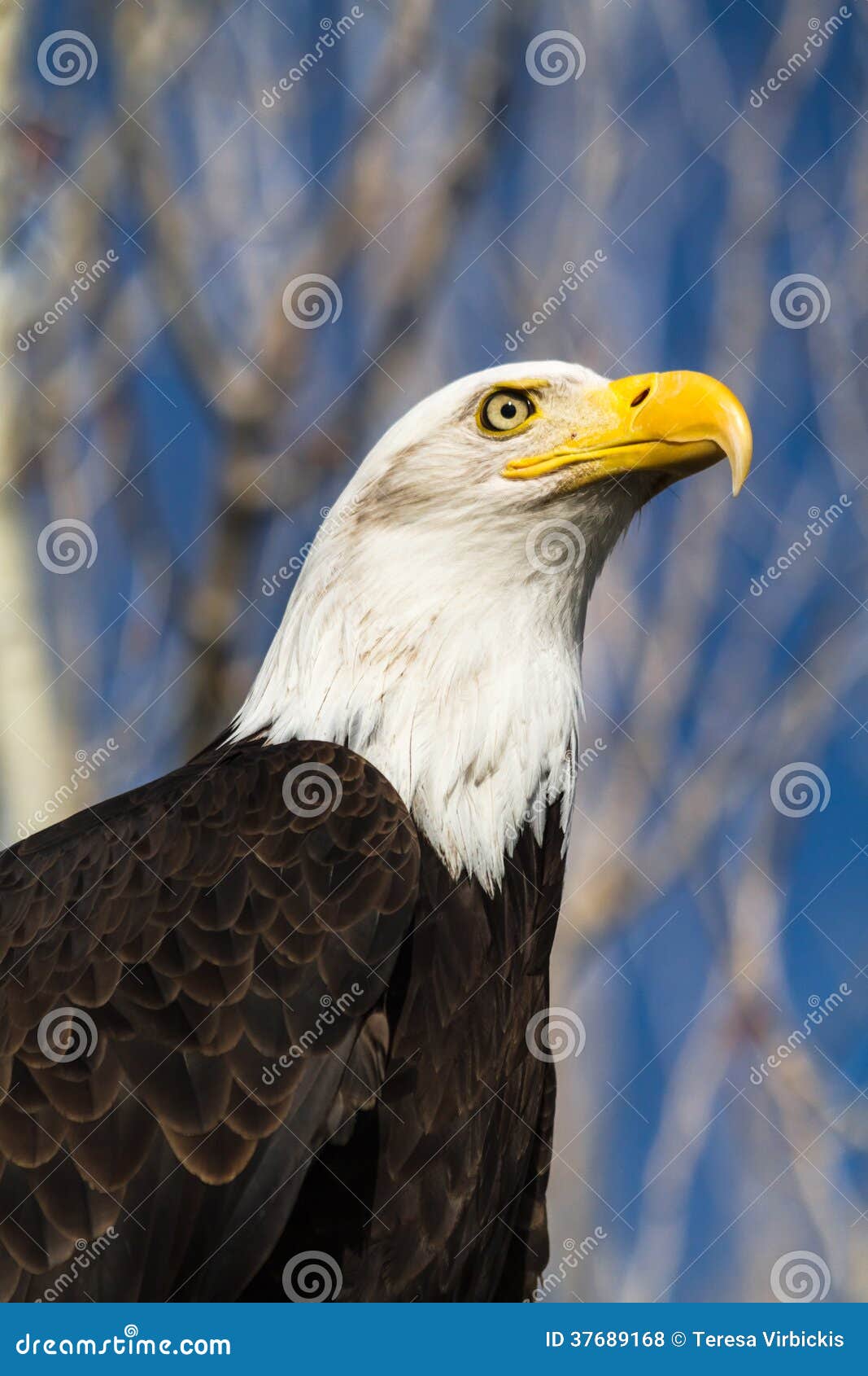 Bald Eagle stock photo. Image of raptor, threatened, feathers - 37689168