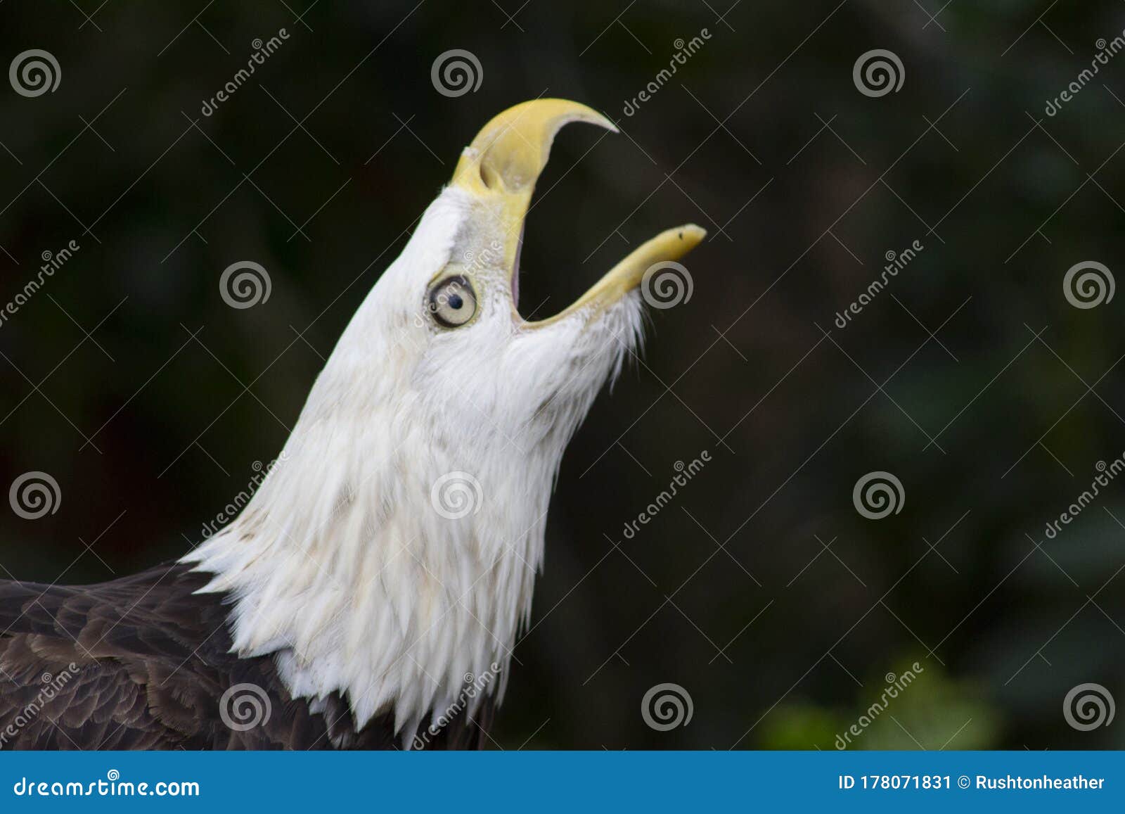 Bald eagle singing stock image. Image of eagle, nature - 178071831