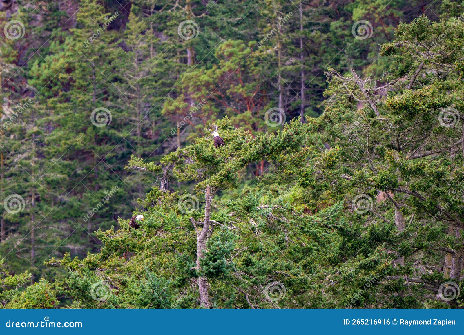 Bald Eagle Sitting on a Distant Tree Forest Stock Photo - Image of bald ...