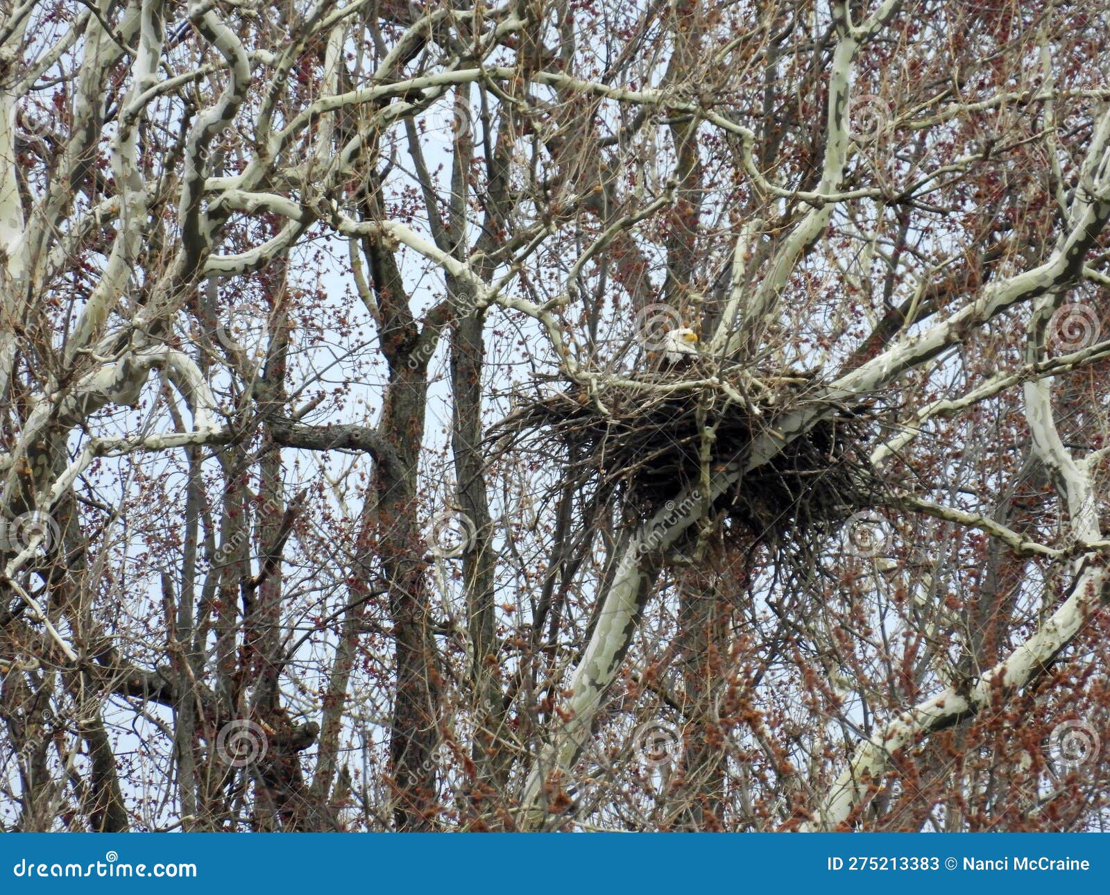 Bald Eagle Sitting on Hidden Nest in Mudflats FLX Stock Image - Image ...