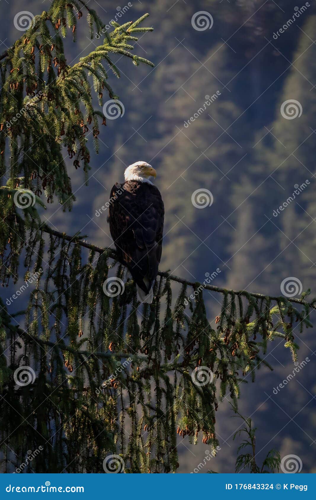 Bald Eagle Sitting in a Tree in Ketchikan, Alaska Stock Photo - Image ...