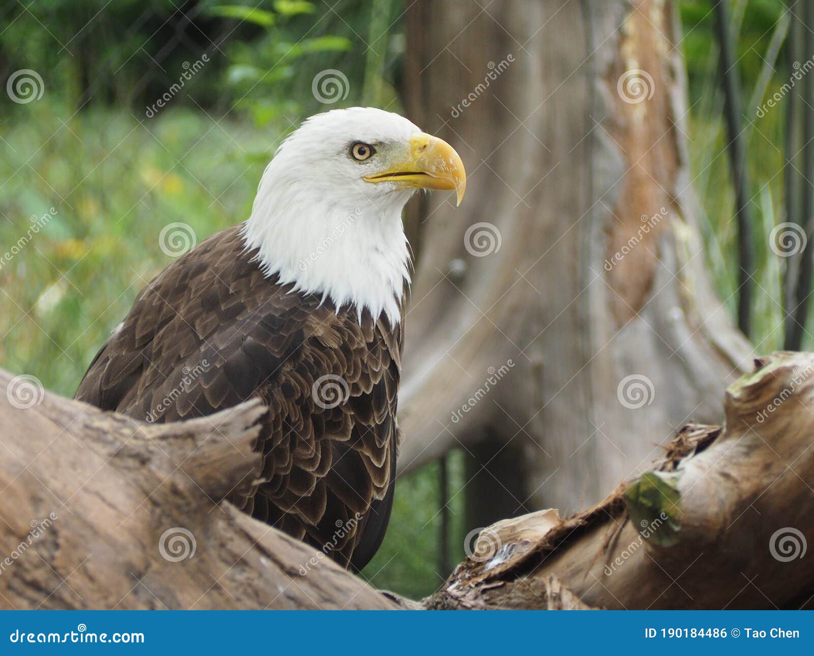 Bald eagle in the zoo stock photo. Image of rapter, tree - 190184486