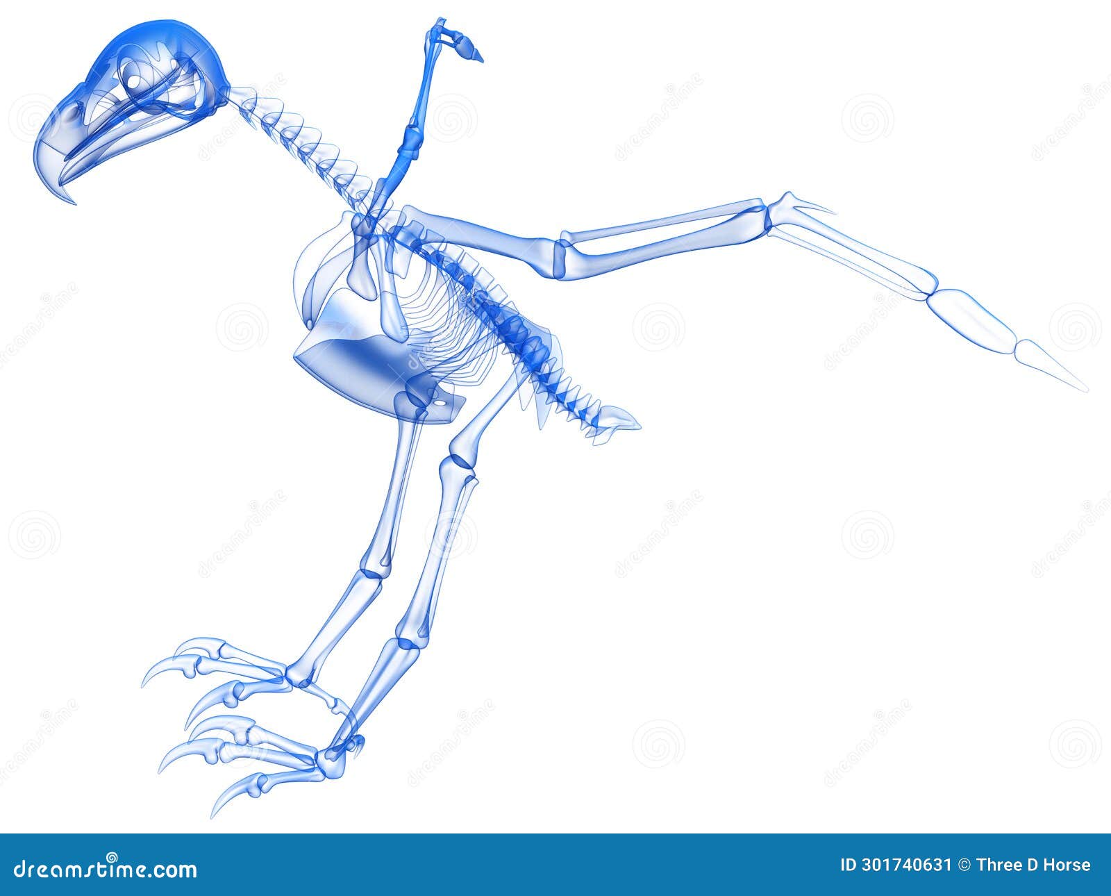 Bald Eagle Skeleton Transparent 3D Rendering Stock Illustration ...