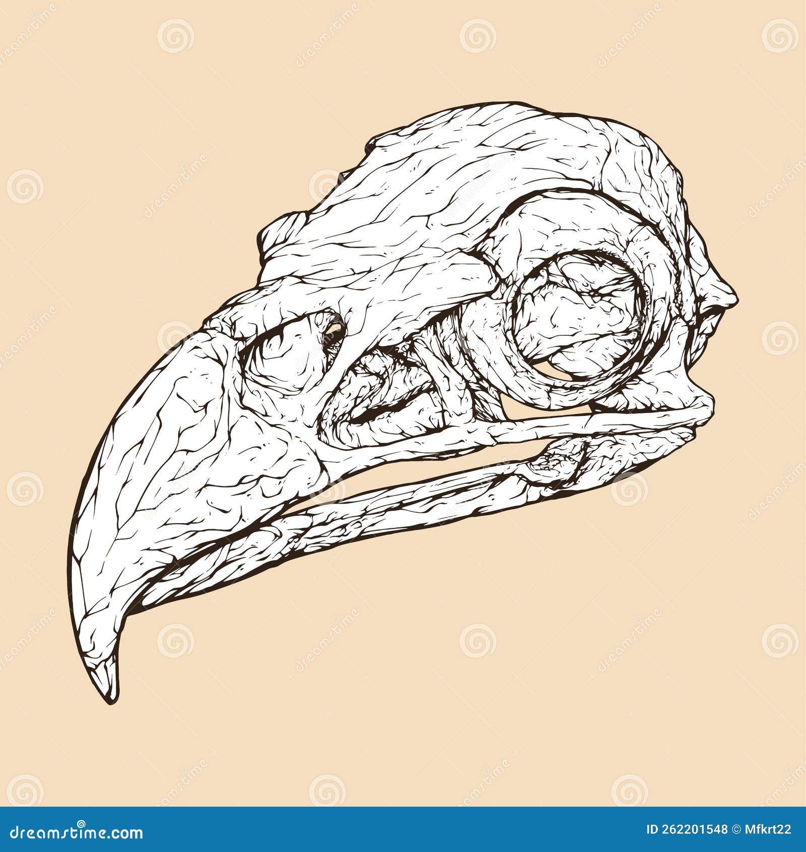 Bald Eagle Skull Head Vector Illustration Animal Stock Vector ...