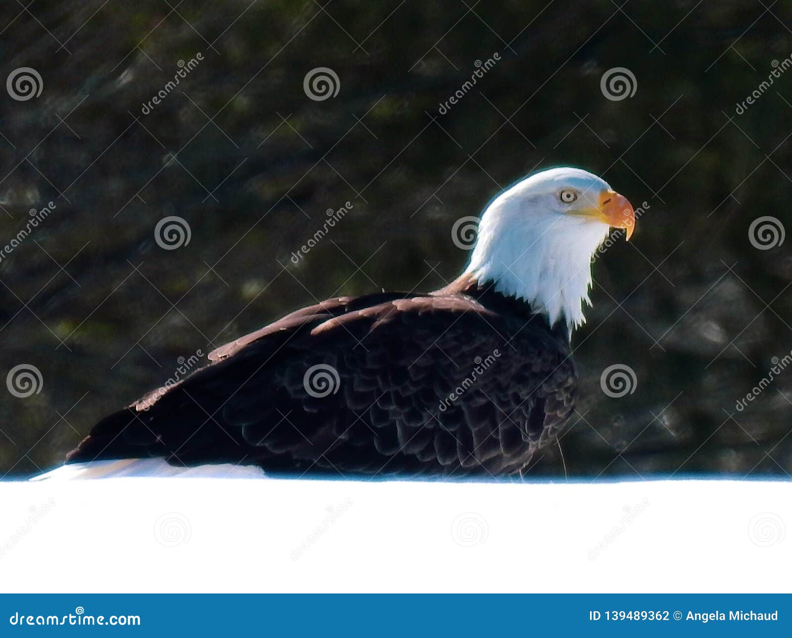 Bald Eagle in snow stock photo. Image of beautiful, standing - 139489362