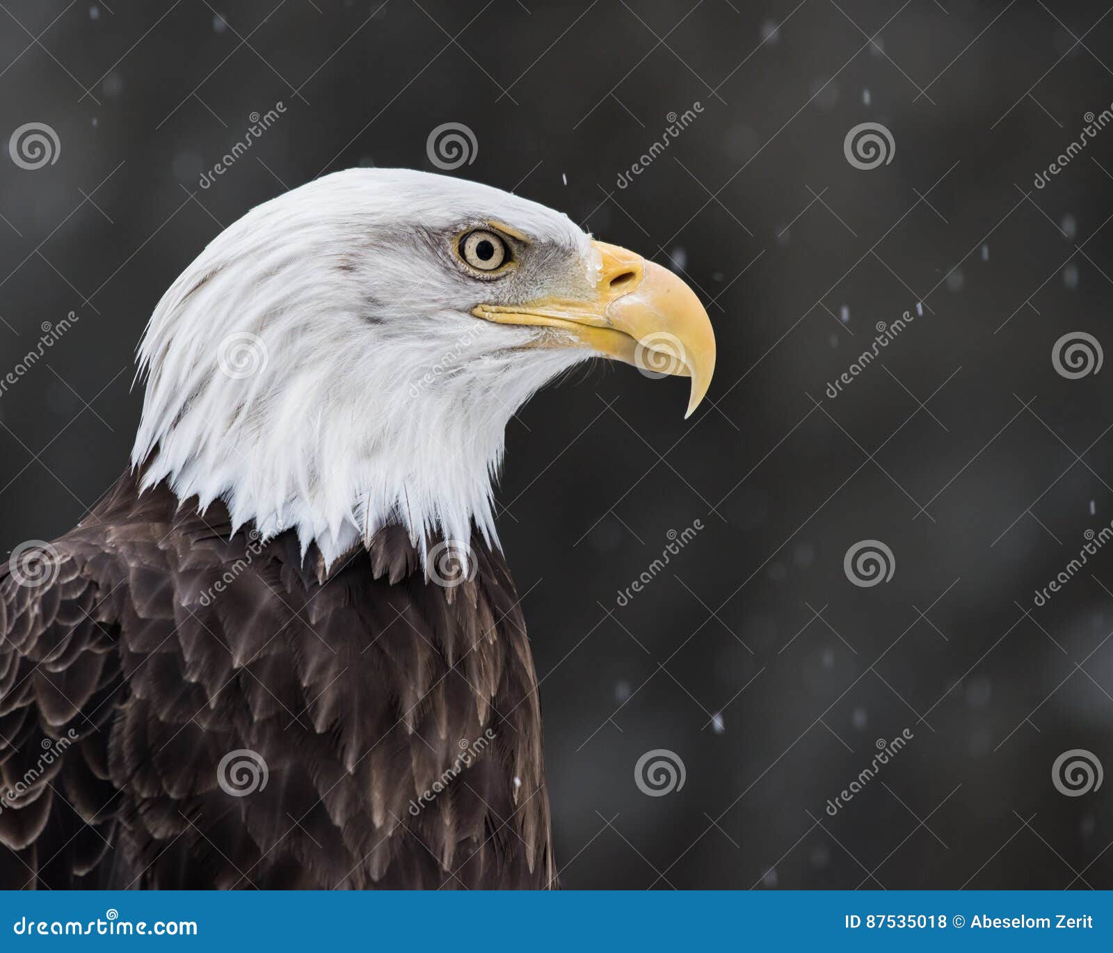 Bald Eagle in Snow II stock photo. Image of animal, snowy - 87535018