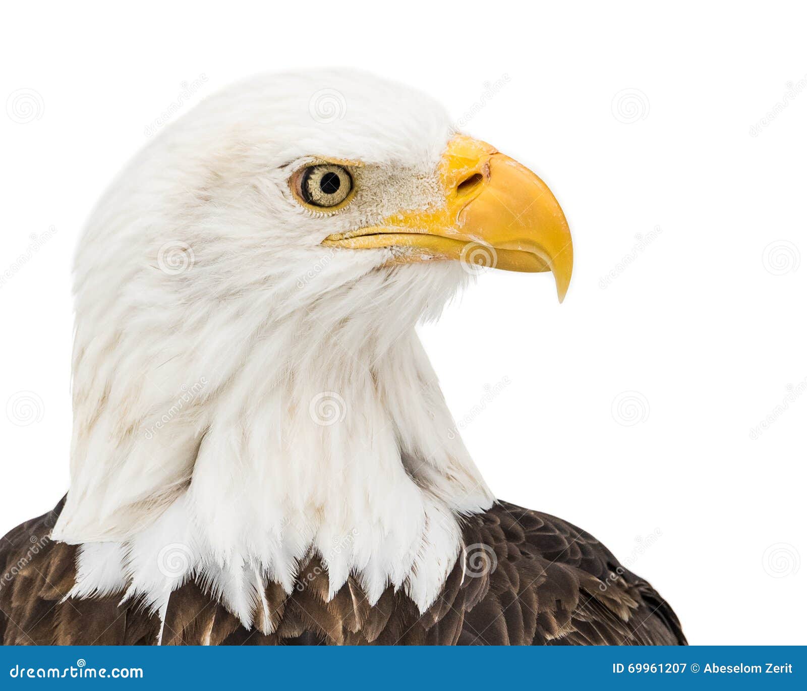 Bald Eagle in Snow III stock image. Image of eagle, snowy - 69961207