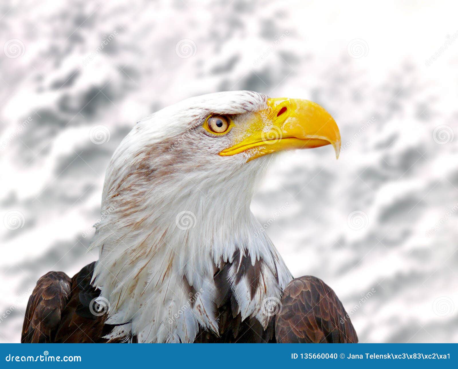 Bald Eagle in the Snowy Mountains. There are Snowy Trees in Background ...