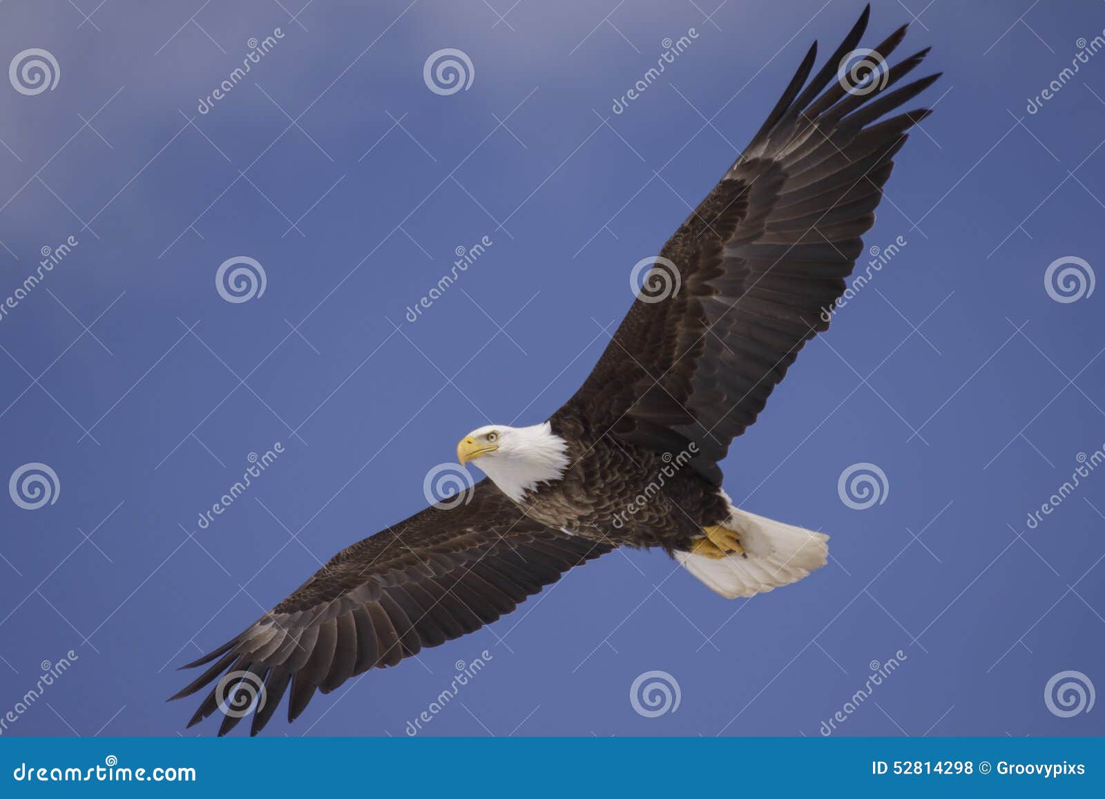 Bald eagle soar stock photo. Image of flies, flight, nova - 52814298