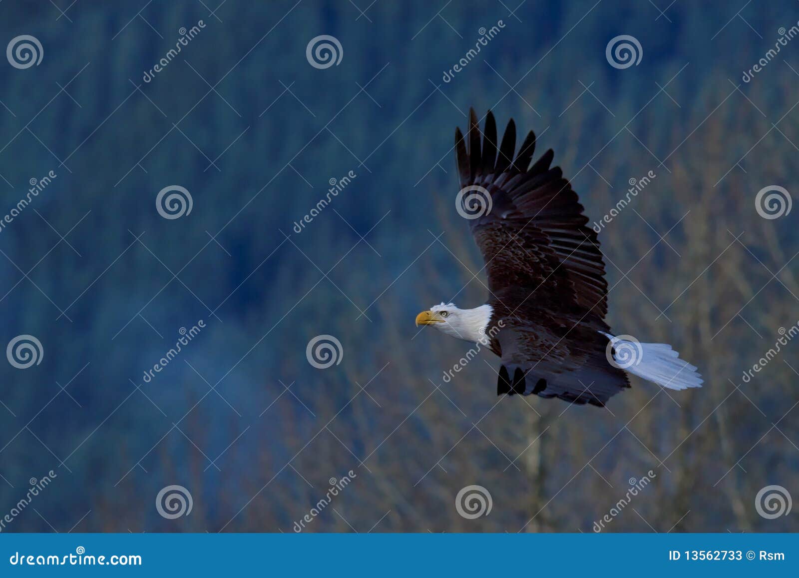 Bald Eagle soaring stock image. Image of symbol, bald - 13562733