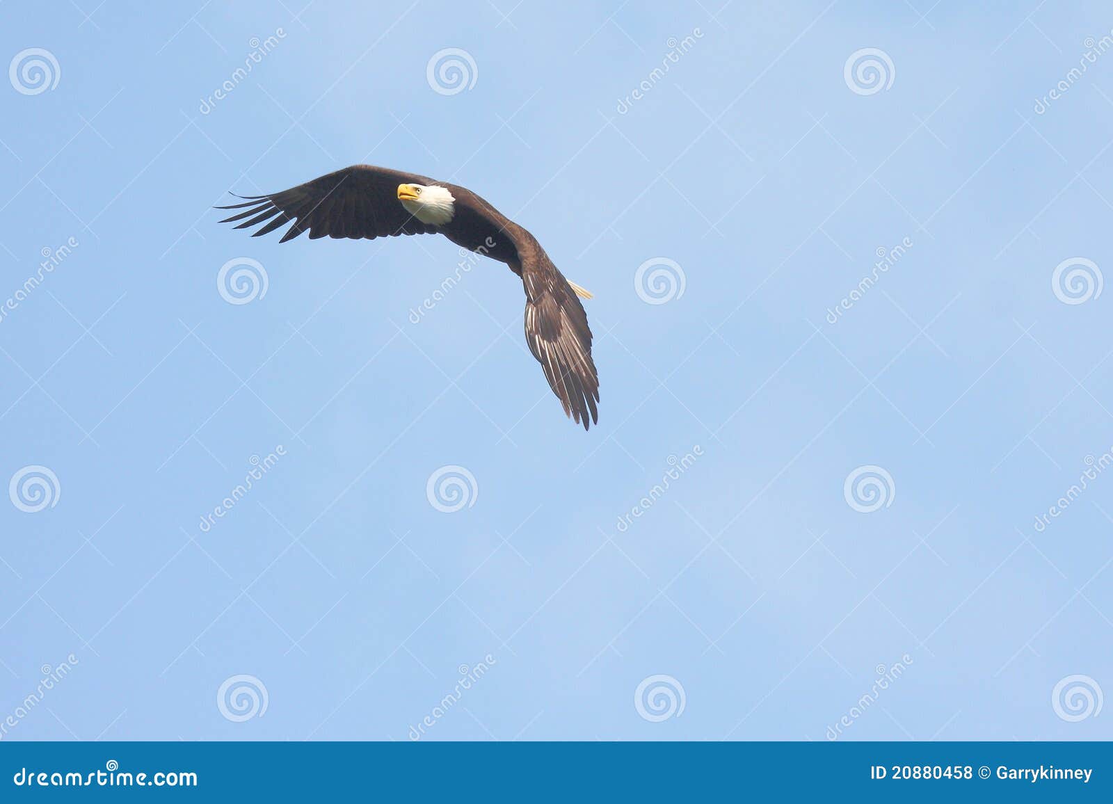 Bald Eagle Soaring stock photo. Image of pond, soaring - 20880458