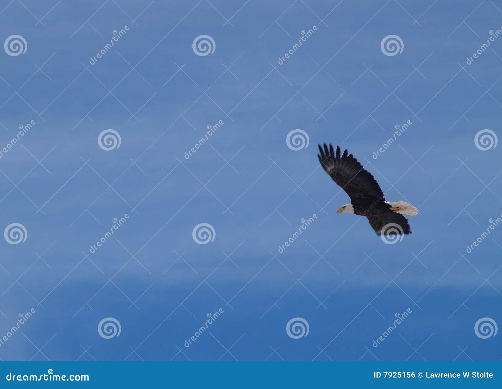 Bald Eagle Soaring stock photo. Image of beautiful, symbol - 7925156
