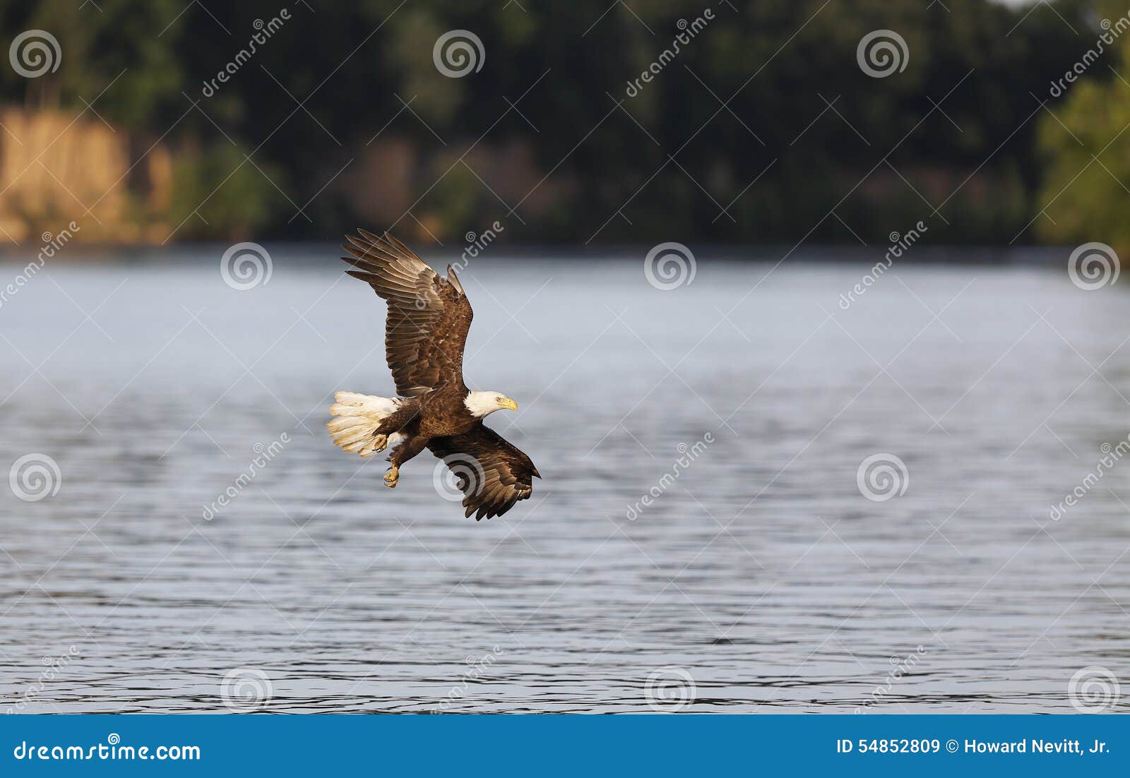 Bald Eagle soaring stock image. Image of flight, bald - 54852809