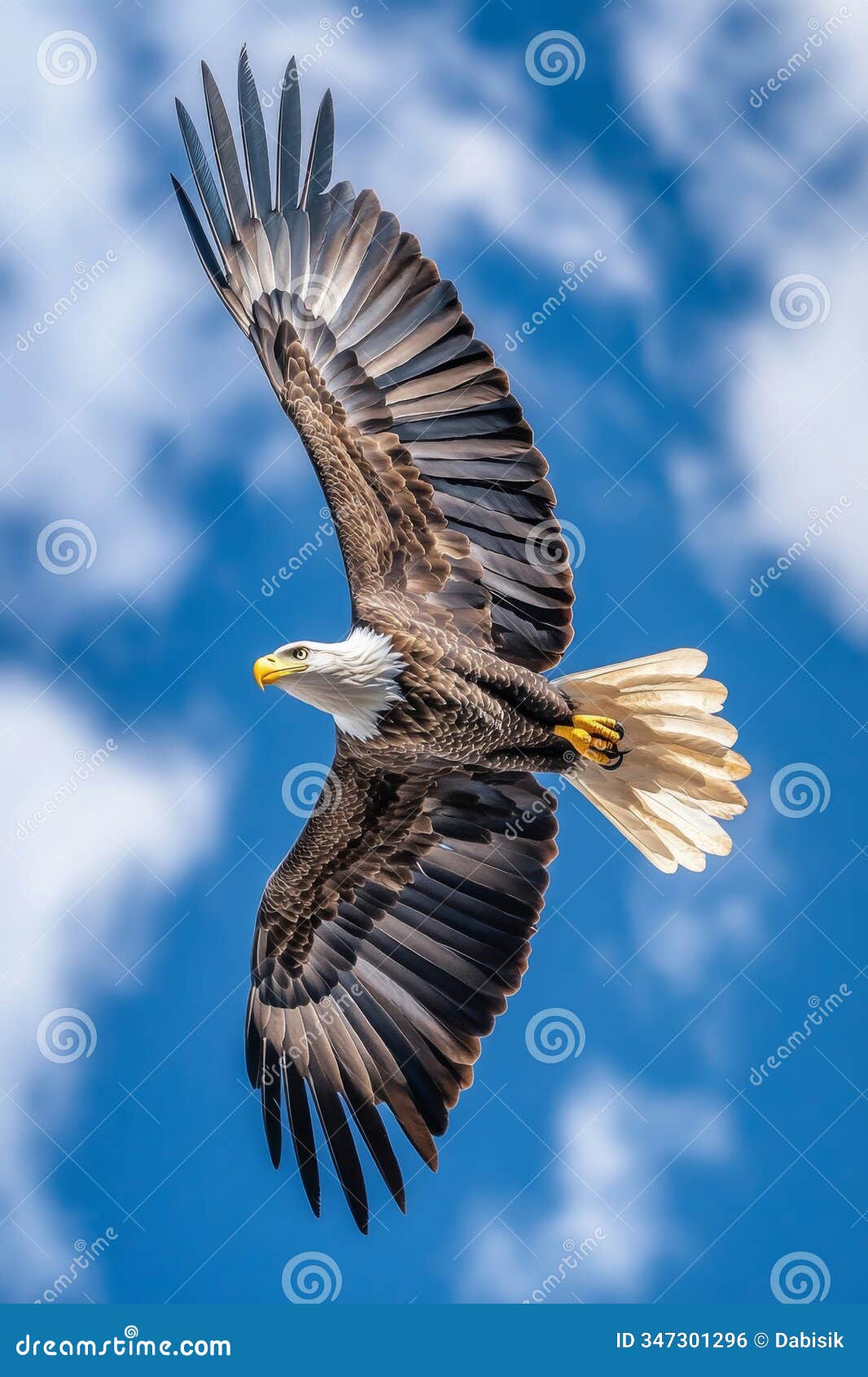 Bald Eagle Soaring through Cloudy Blue Sky Stock Photo - Image of prey, aerial: 347301296