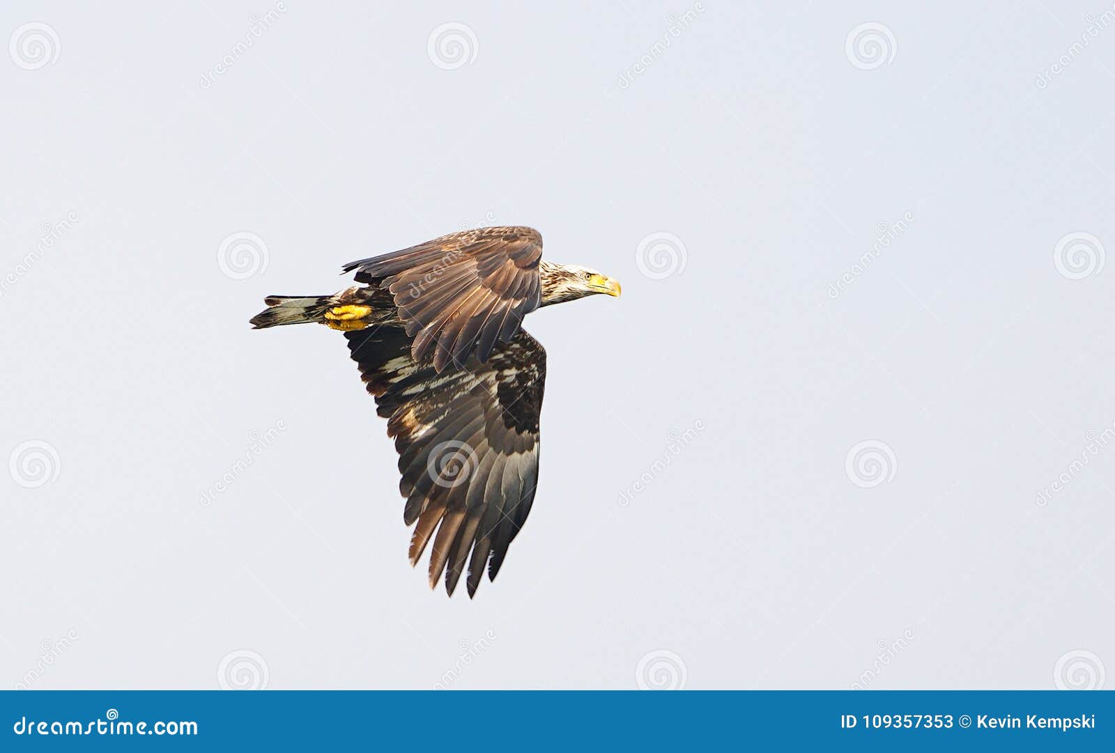 Fly High stock image. Image of soaring, bald, high, eagle - 109357353