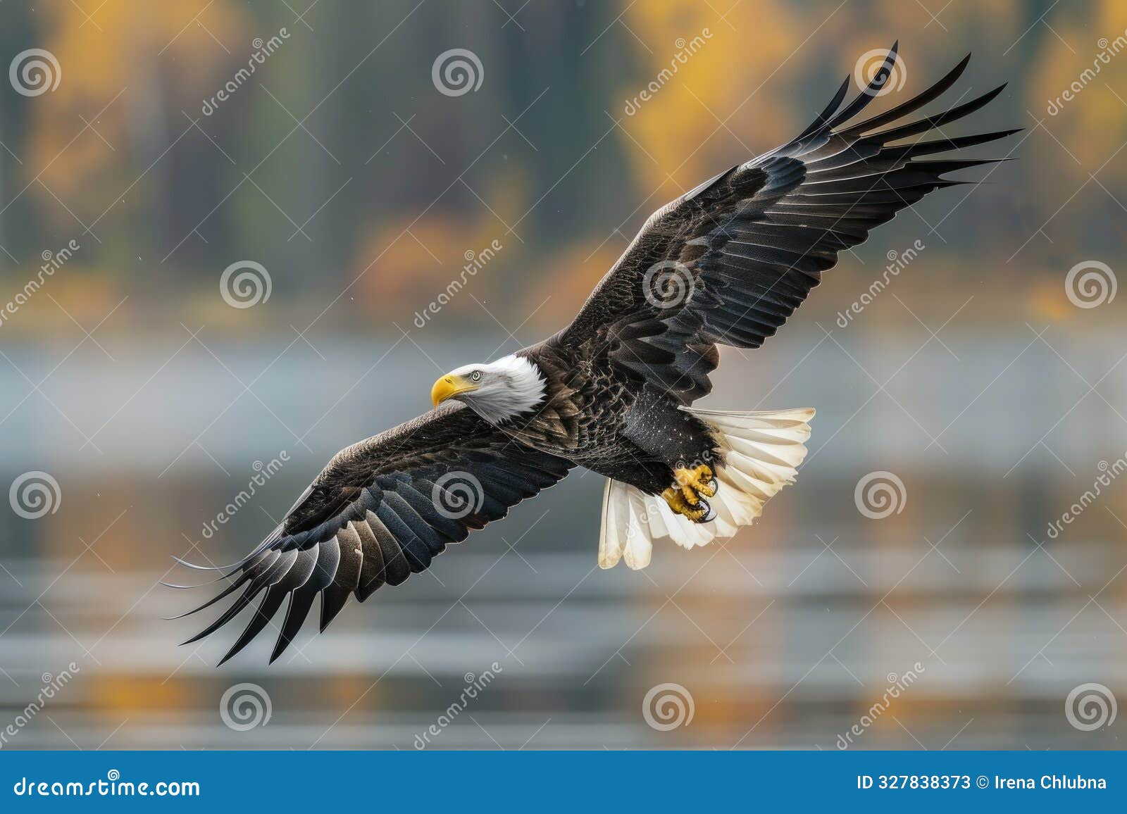 Bald Eagle Soaring Gracefully Over a Landscape Stock Illustration ...