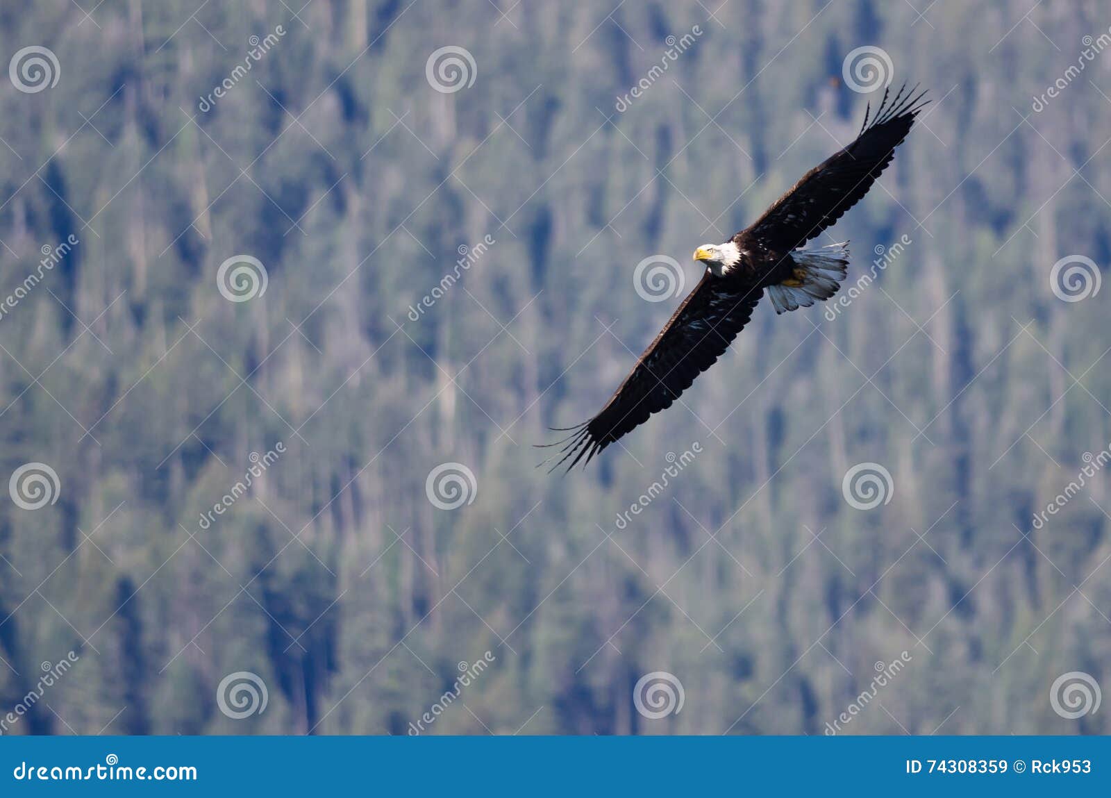 Bald Eagle Soaring High in the Mountains Stock Image - Image of ...