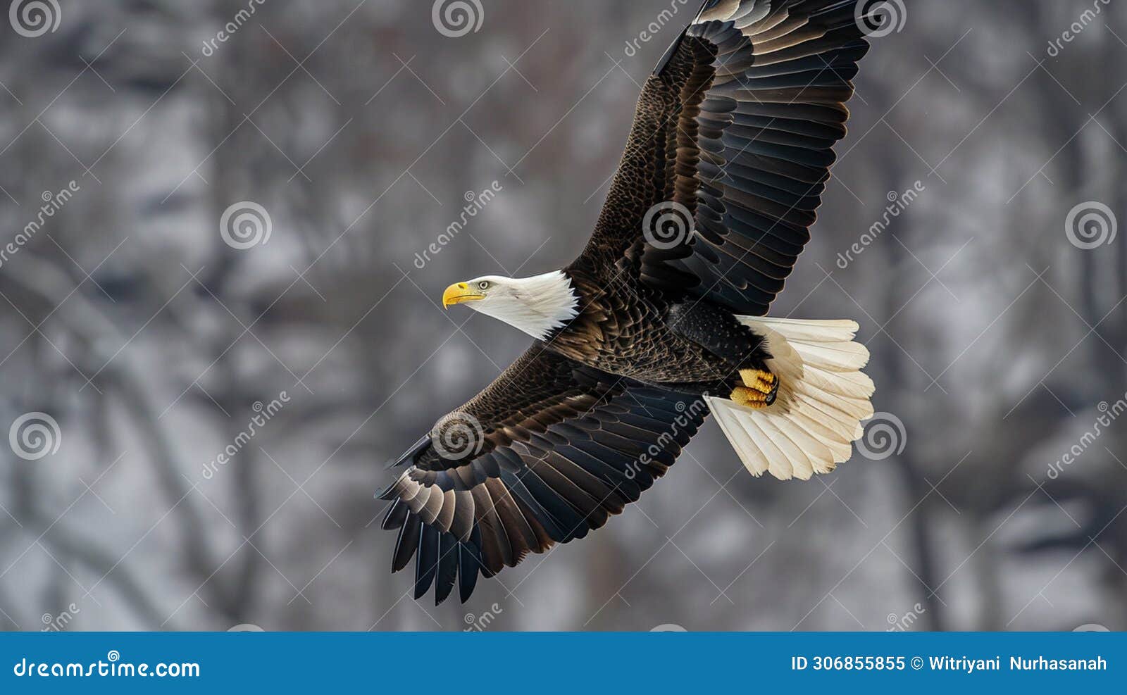 Bald Eagle Soaring, a Majestic Bald Eagle Soaring Majestically through the Air. AI Generative ...