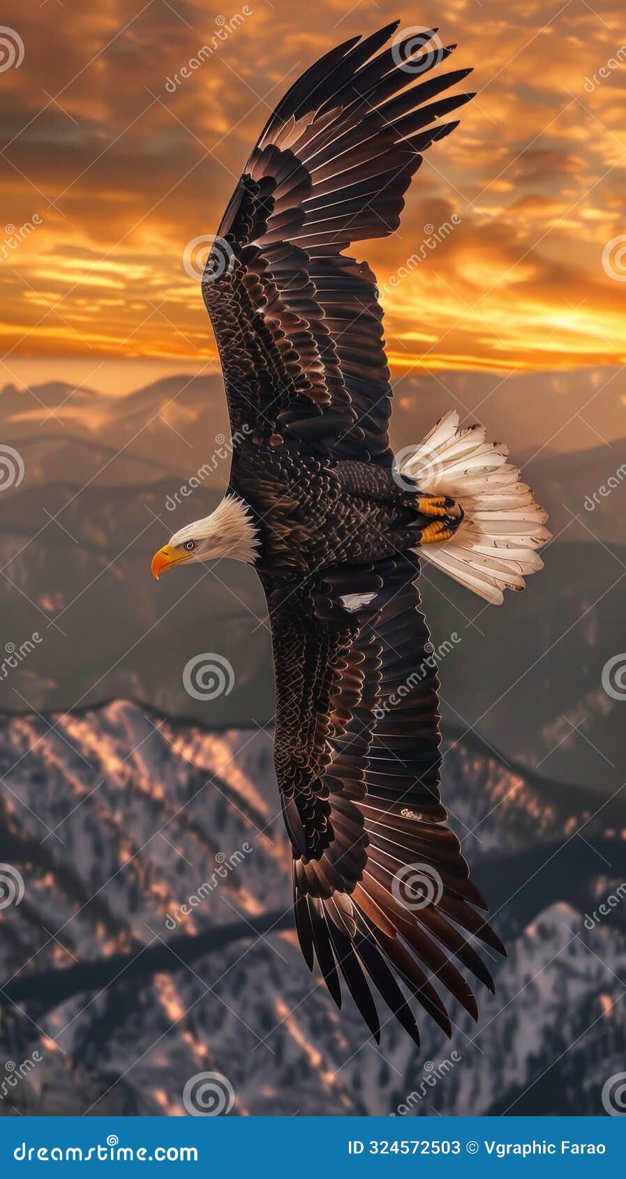 Bald Eagle Soaring Over Mountain Landscape at Sunset Stock Image ...