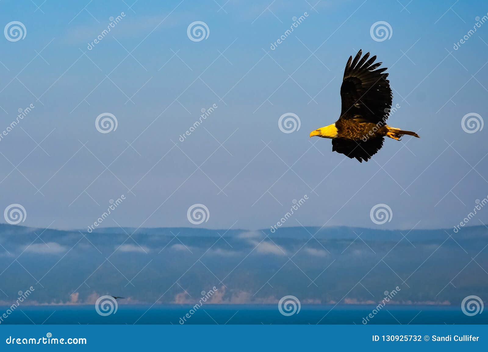 Bald Eagle Soaring Over the Mountains Stock Photo - Image of background ...