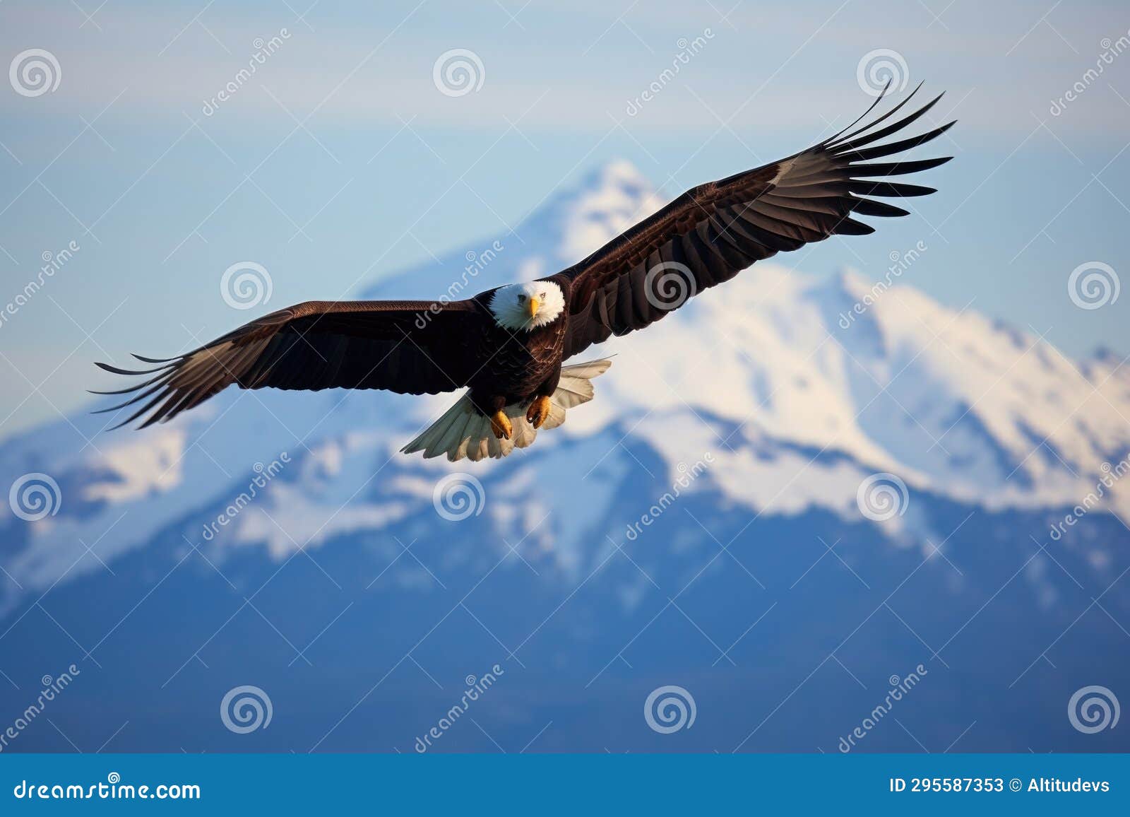 A Bald Eagle Soaring Over a Wild, Open Landscape Stock Image - Image of ...