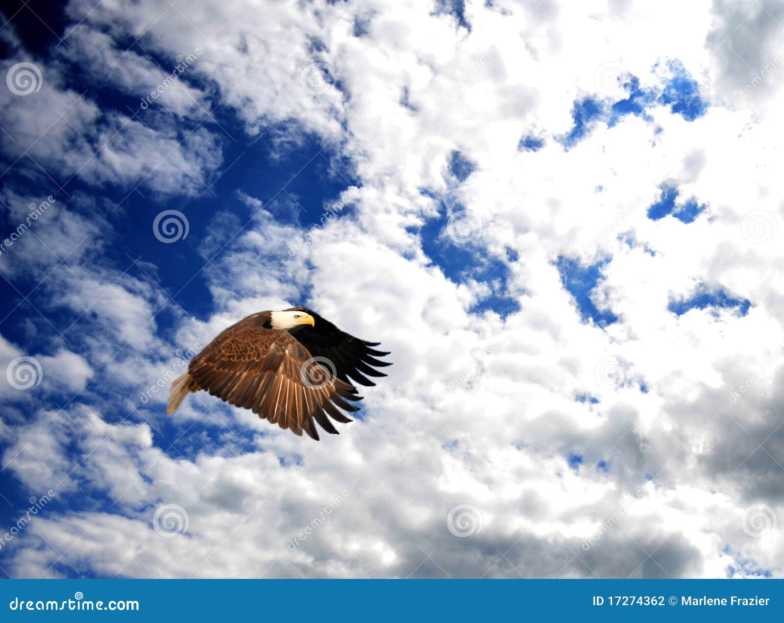 Bald Eagle Soaring in the Sky. Stock Photo - Image of haliaeetus, blue ...