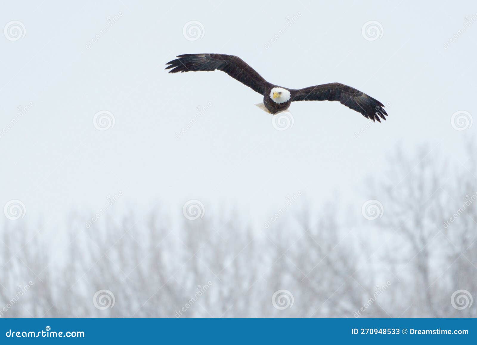 Bald Eagle Soaring through the Sky, Showing Its Majestic Wingspan while Gliding through the Air ...