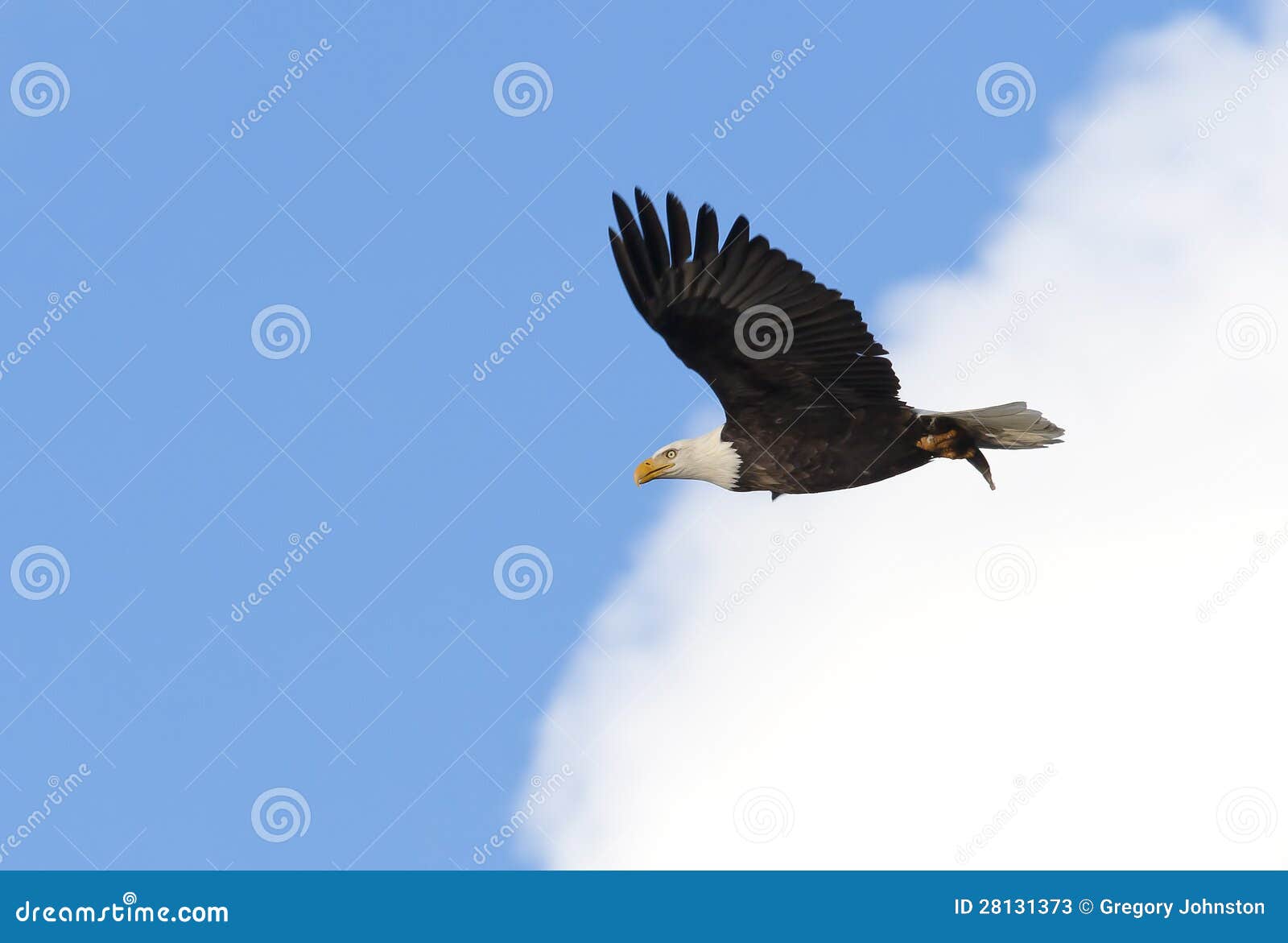 Bald eagle soars. stock image. Image of coeur, outdoor - 28131373